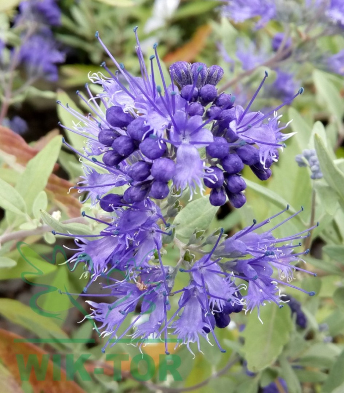Barbula jesienna motylica barbula klandońska- Ogrodniczy sklep ...